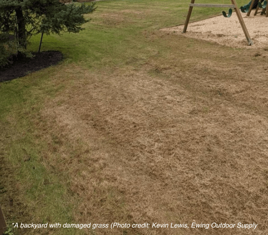 A backyard with damaged grass (Photo credit Kevin Lewis, Ewing Outdoor ...