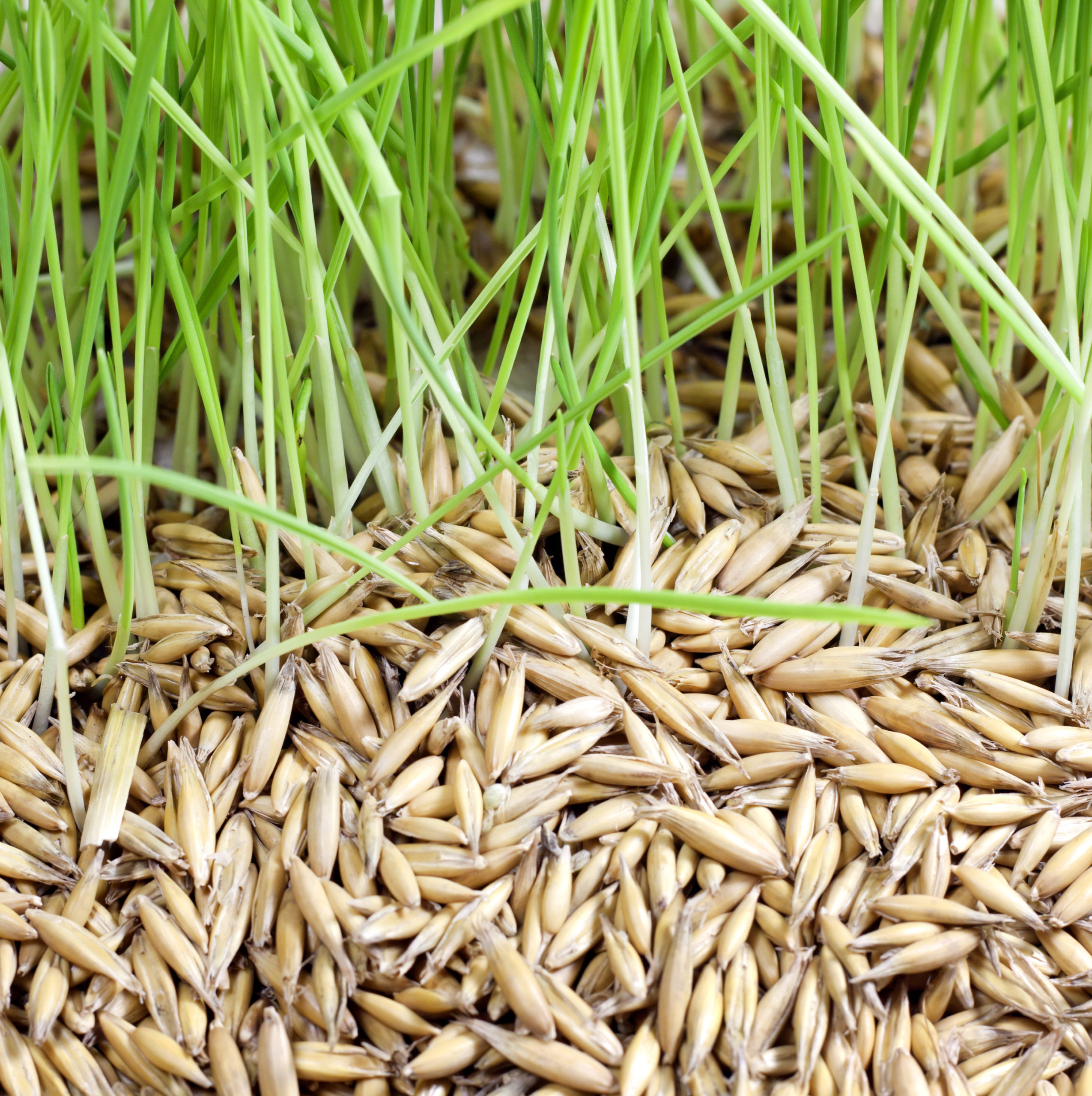 Seed Purity and Germination Rate