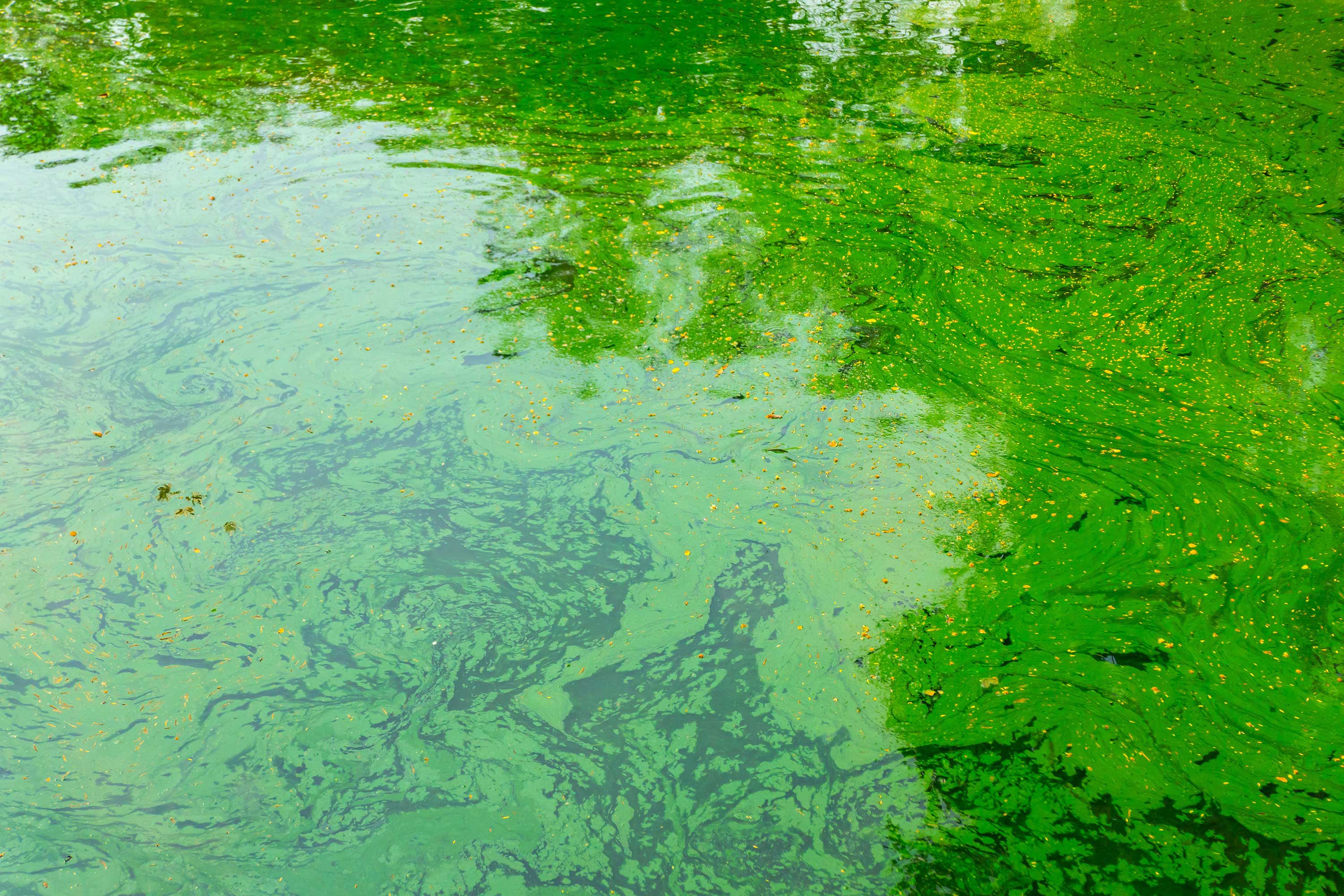 Green algae in a body of water.