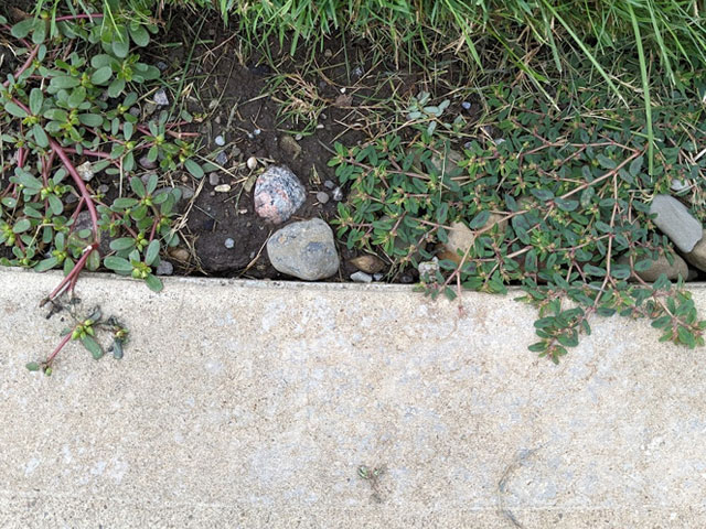 ewing-irrigation-weed-identification-spotted-spurge-3