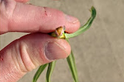 ewing-irrigation-weed-identification-yellow-nutsedge-triangular-stem